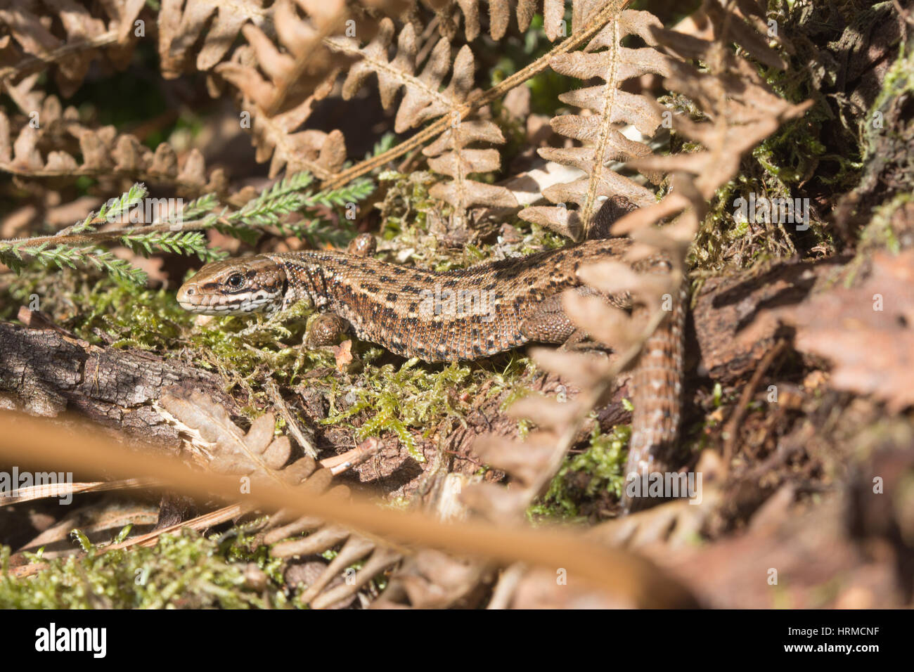 Close-up of male common lizard (Zootoca vivipara) - also called ...