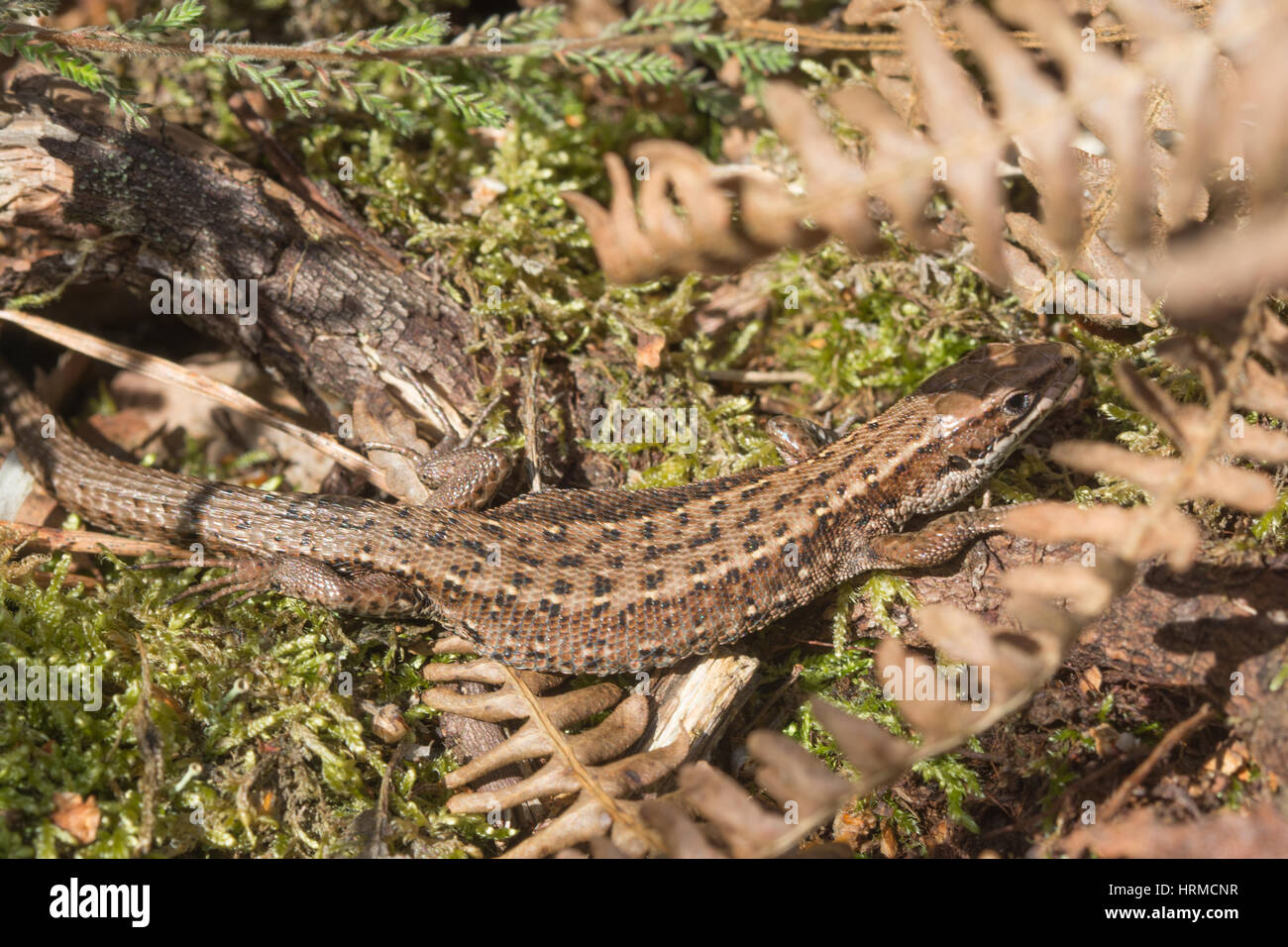 Close-up of male common lizard (Zootoca vivipara) - also called ...