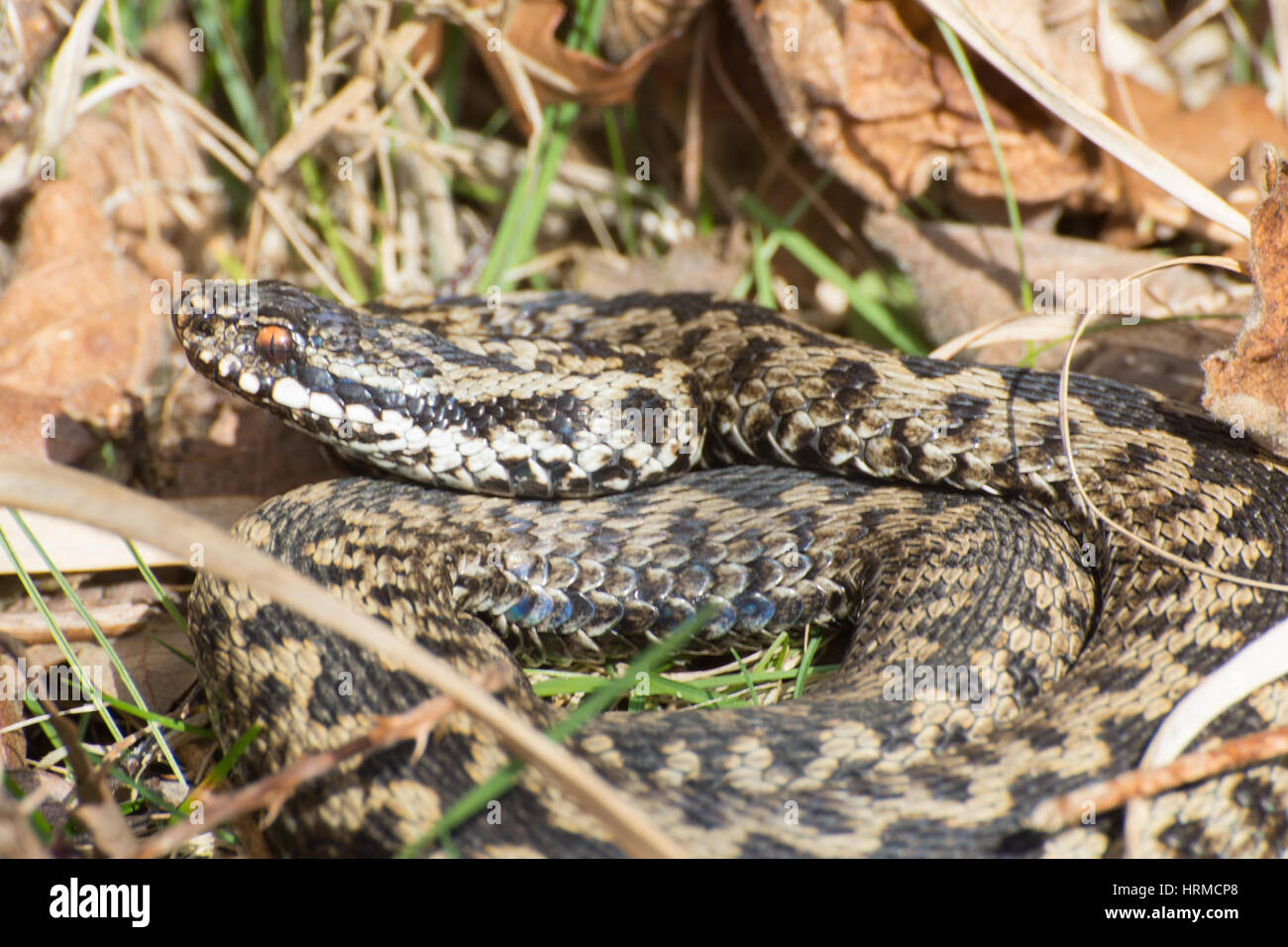 Close up male adder hi-res stock photography and images - Alamy