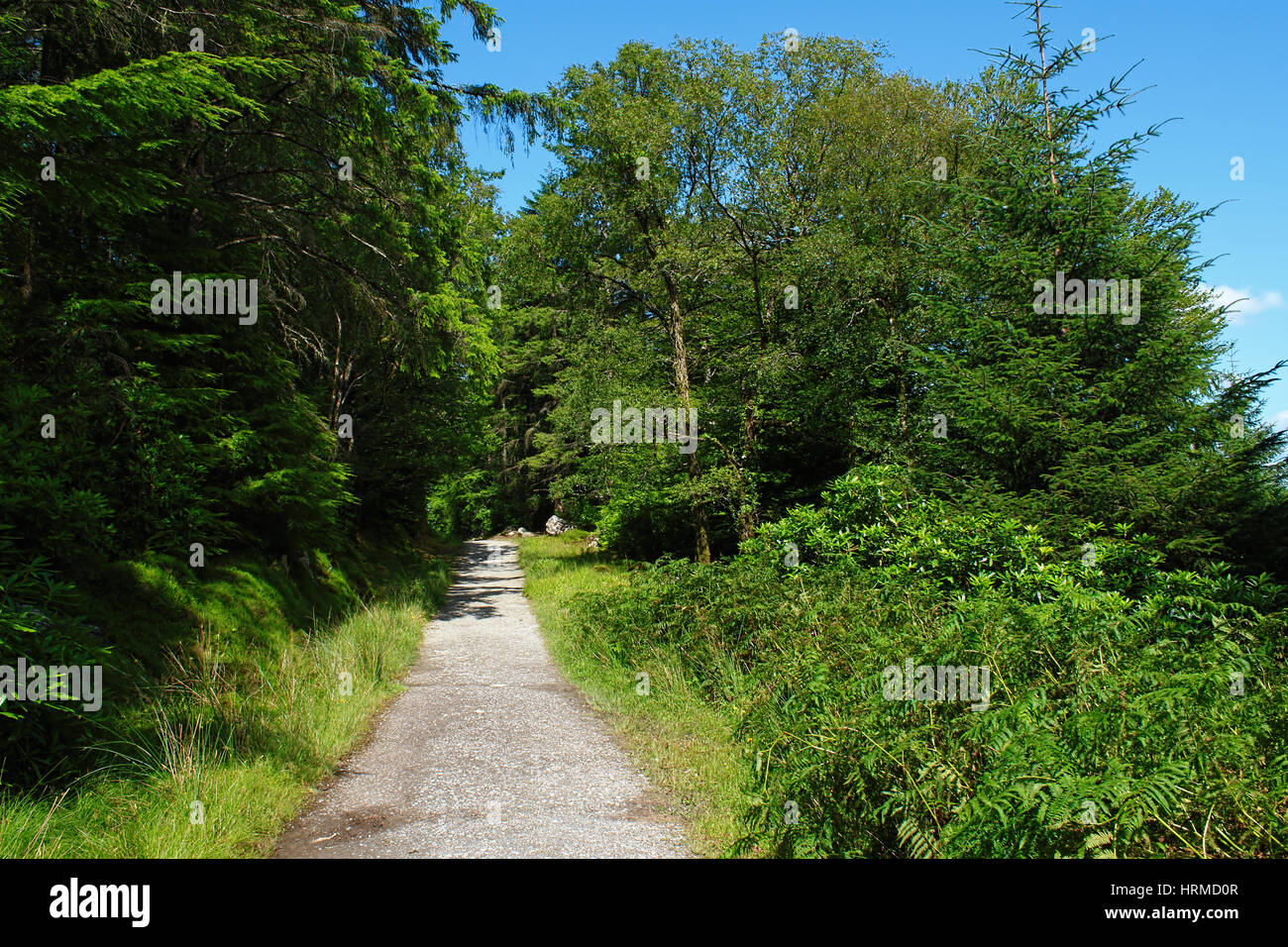 Beautiful landscape in the Killarney National Park in Country Kerry ...