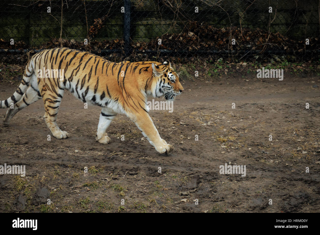 Tiger walking profile hi-res stock photography and images - Alamy