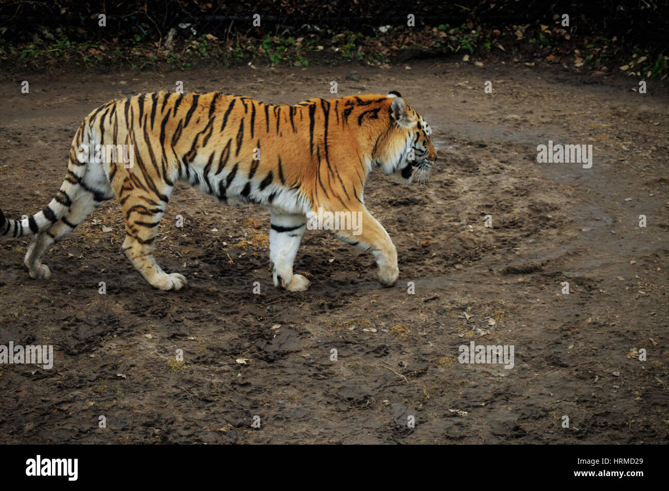 Tiger body hi-res stock photography and images - Alamy