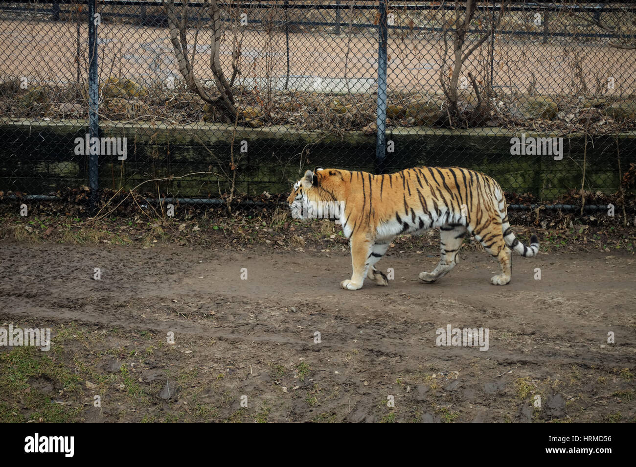 Tiger body hi-res stock photography and images - Alamy