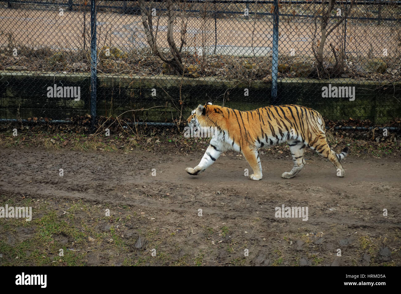 Tiger walking profile hi-res stock photography and images - Alamy
