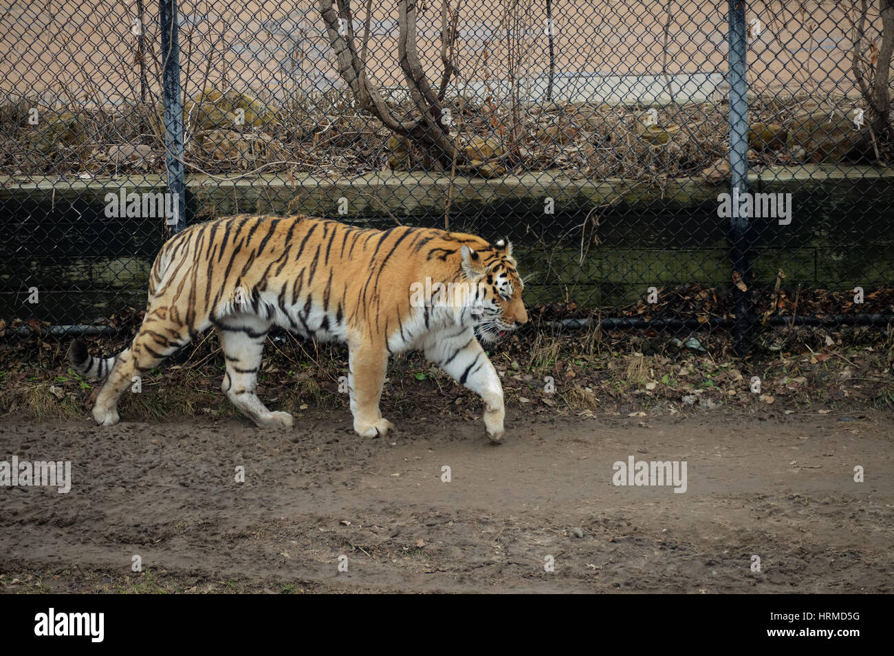 Tiger body hi-res stock photography and images - Alamy