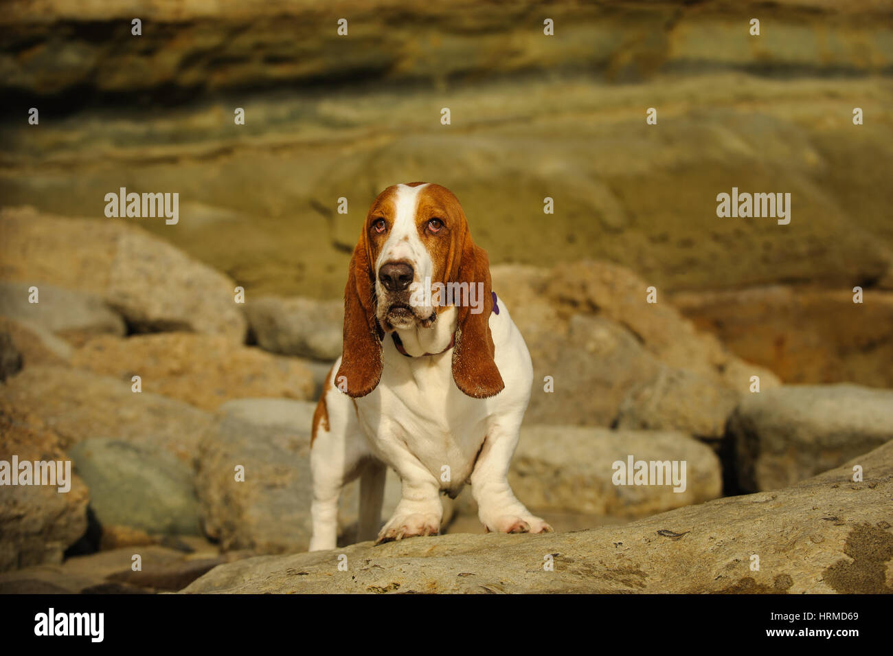 Basset hound dog hi-res stock photography and images - Alamy