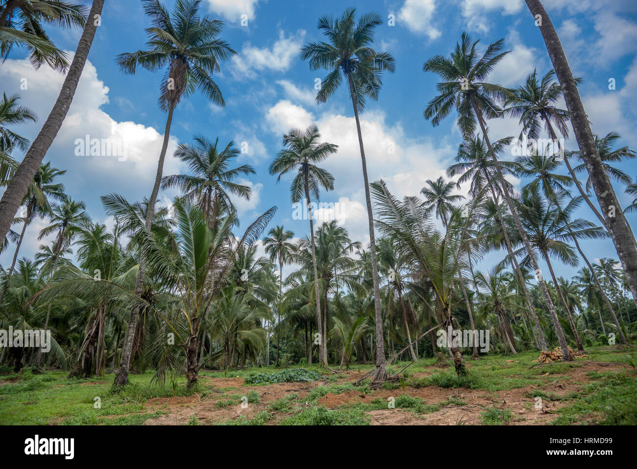 Beautiful landscape of coconut plantation in tropical country Stock ...