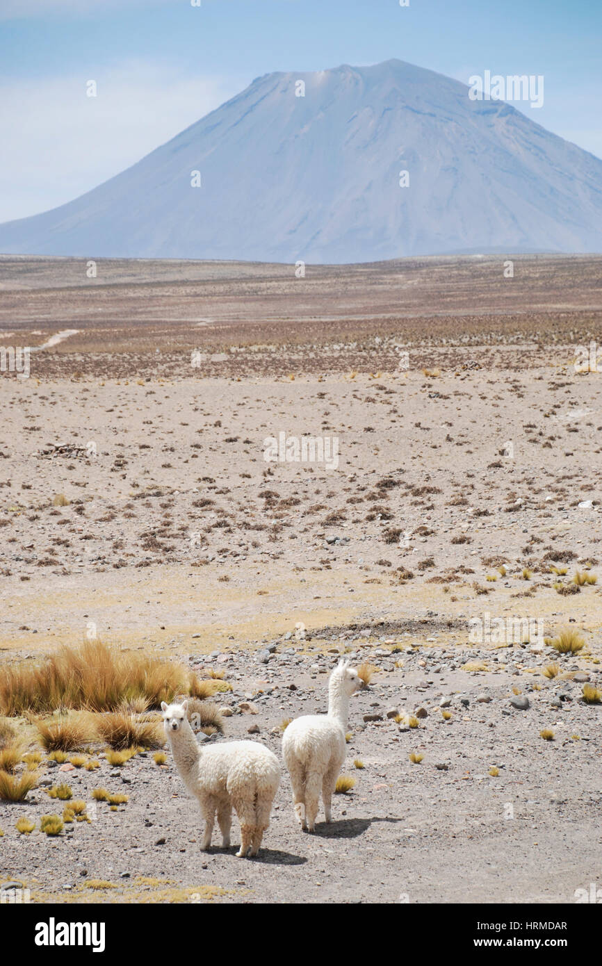 Llama peru two people hi-res stock photography and images - Alamy
