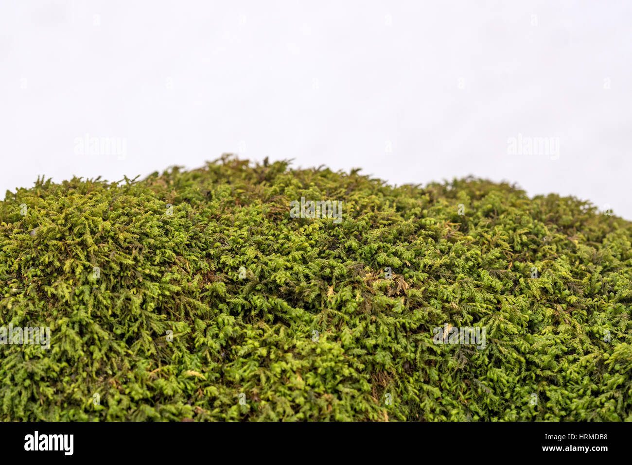 Close-up of beautiful green moss covered timber surface Stock Photo - Alamy