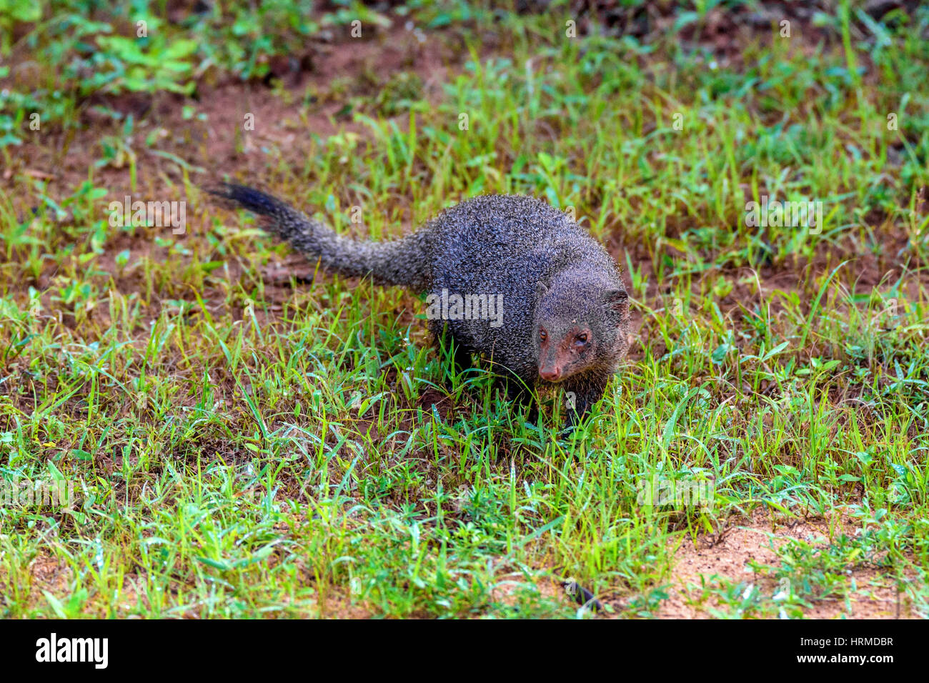 Herpestes smithii zeylanicus hi-res stock photography and images - Alamy