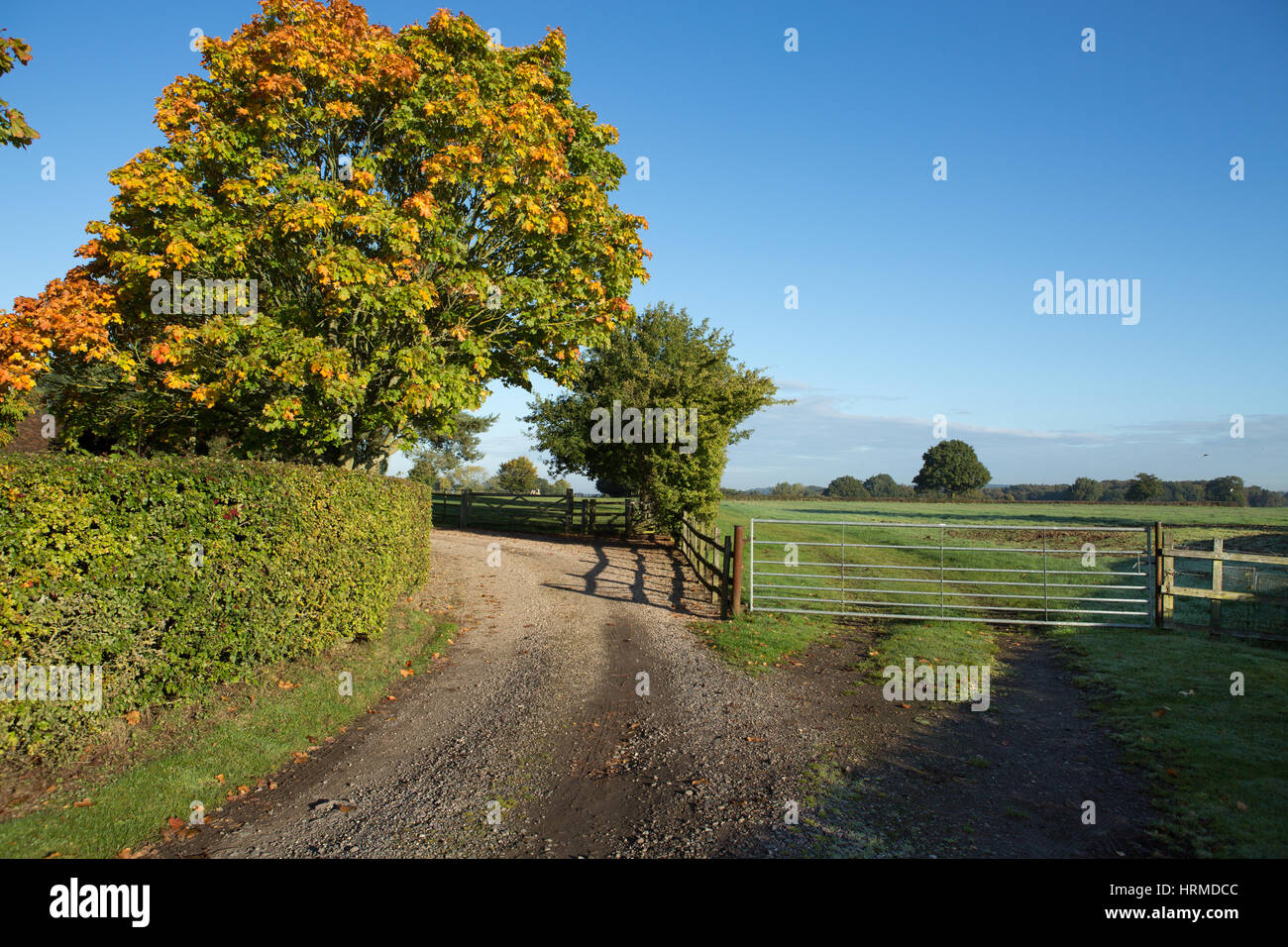 Horse chestnut trees autumn conkers hi-res stock photography and images ...