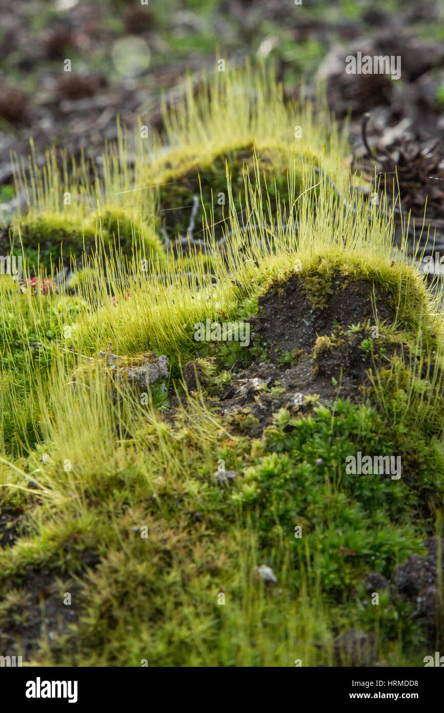 A detailed shot of moss growing in the forest in North Carolina Stock ...