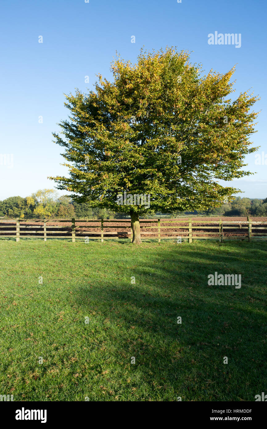 Chestnut tree with chestnuts hi-res stock photography and images - Alamy