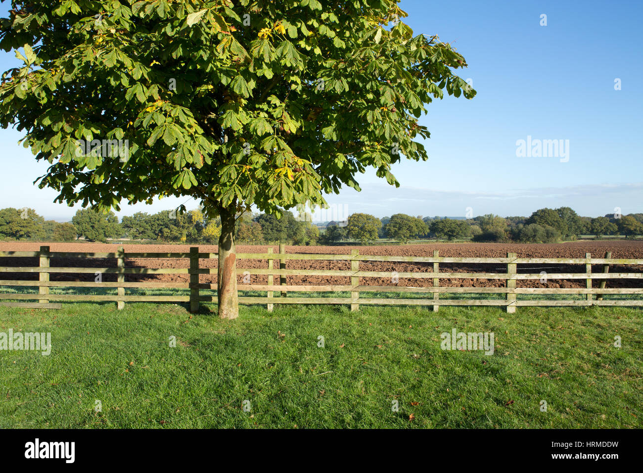 Horse chestnut tree trees hi-res stock photography and images - Alamy
