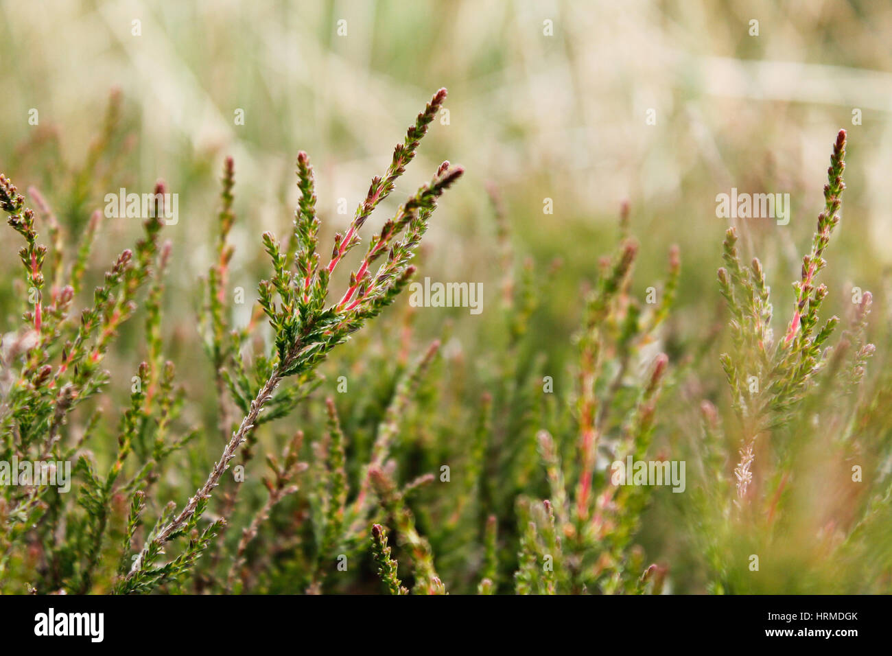 Heather field, England Stock Photo - Alamy