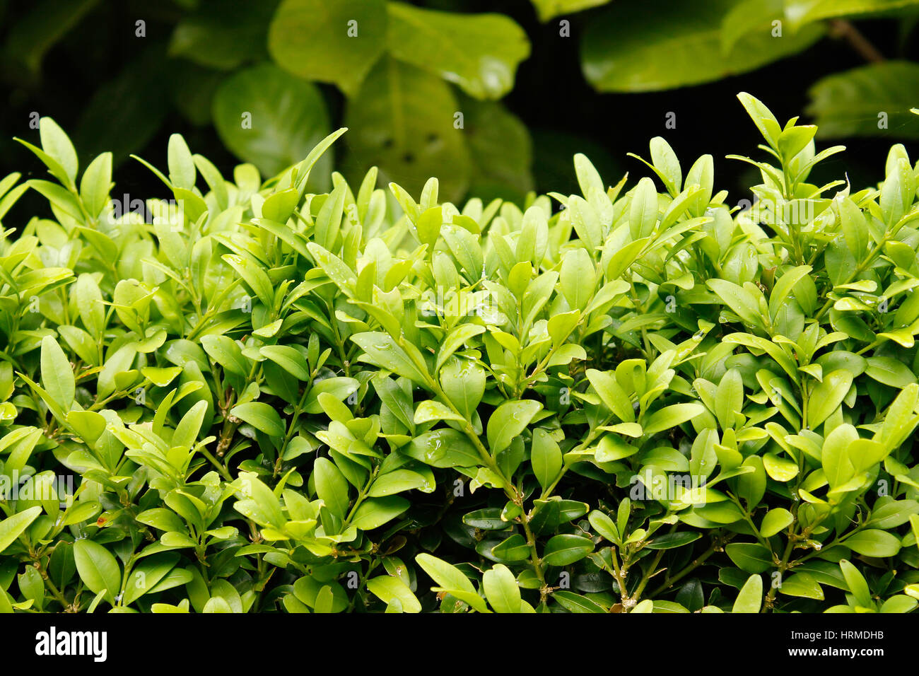 Green hedge pattern Stock Photo - Alamy