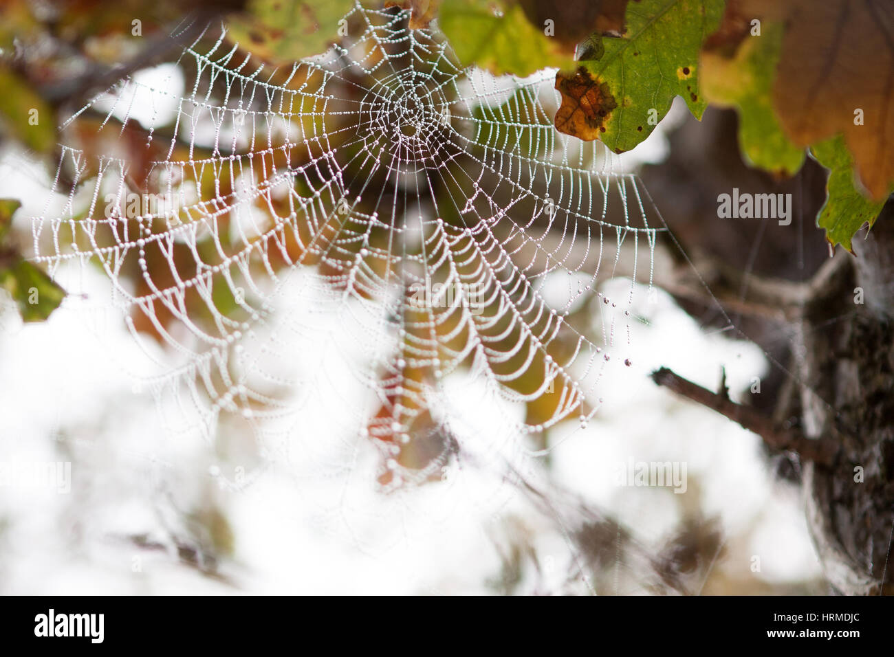 Cobweb in tree Stock Photo - Alamy