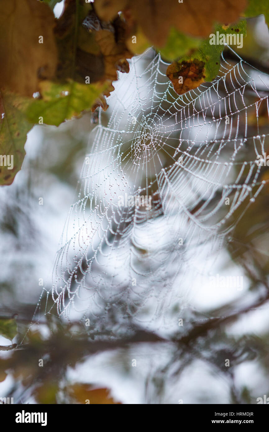 Cobweb in tree Stock Photo - Alamy