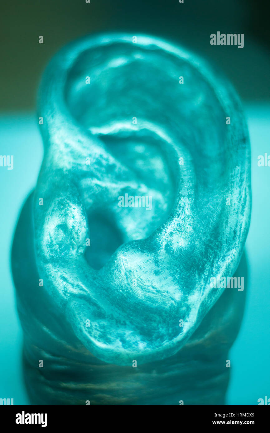 Human ear Audiologist medical model cast used for Audiologists to ...