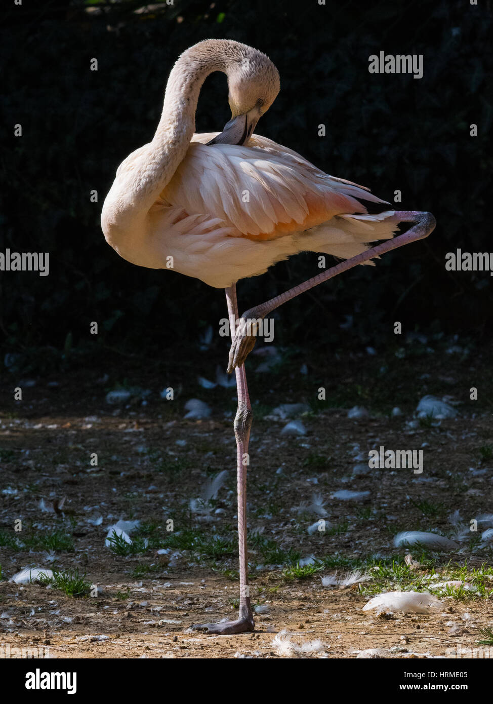 red flamingo on one leg, pink colored bird, large exotic bird, dark ...