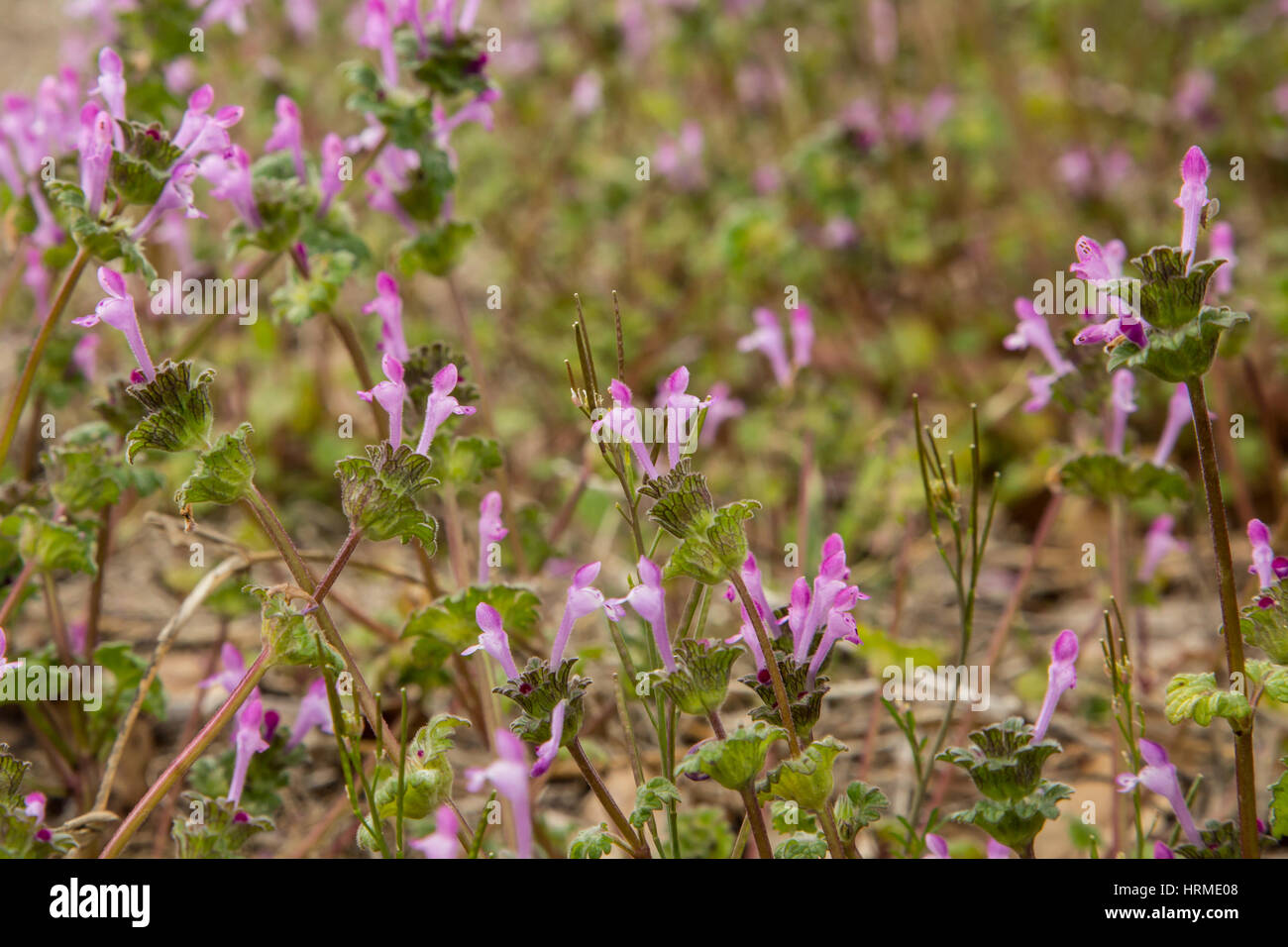 A close up of some wild flowers growing Stock Photo - Alamy