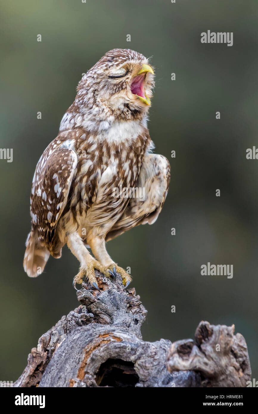 Athene noctua egg hi-res stock photography and images - Alamy