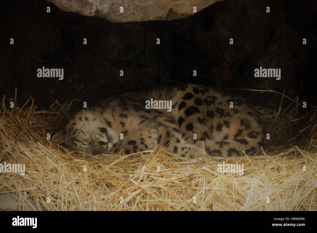 Tired snow leopard hi-res stock photography and images - Alamy