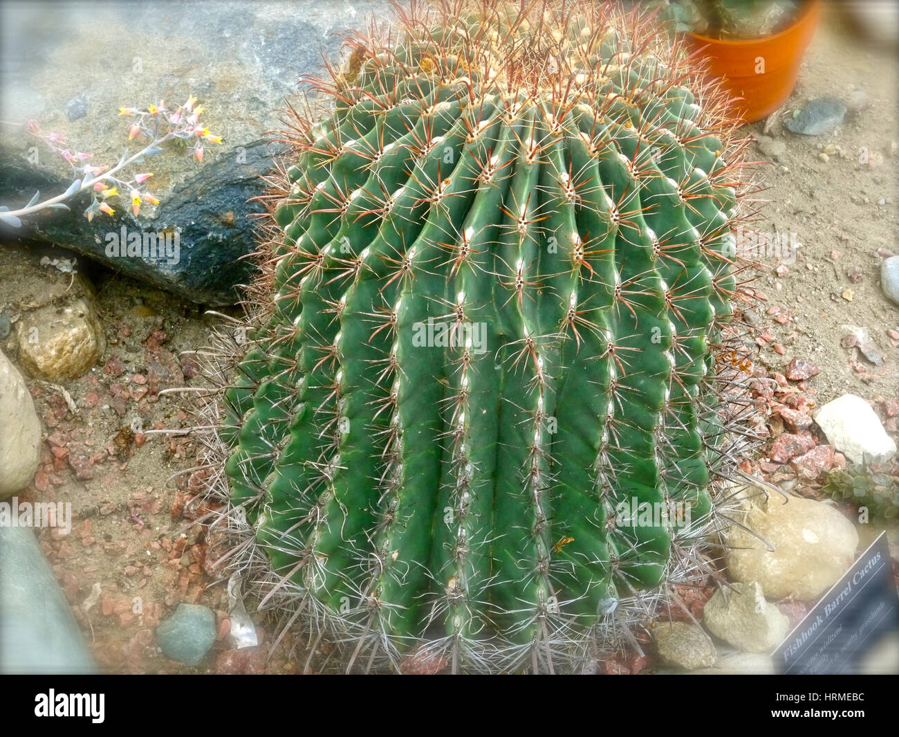 Pictures of cactus hi-res stock photography and images - Alamy