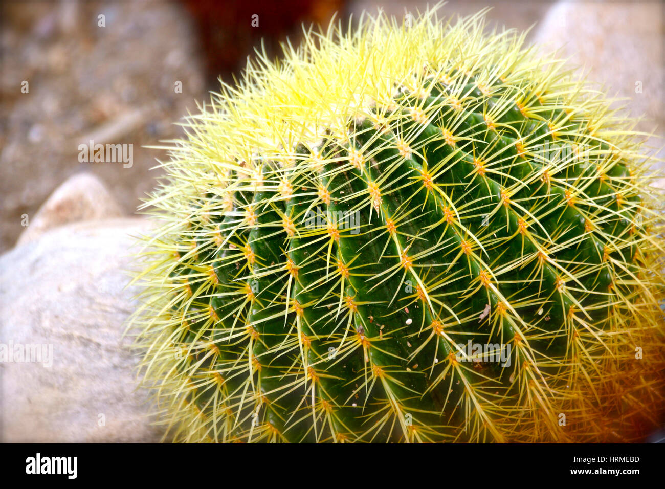 Images of desert hi-res stock photography and images - Alamy