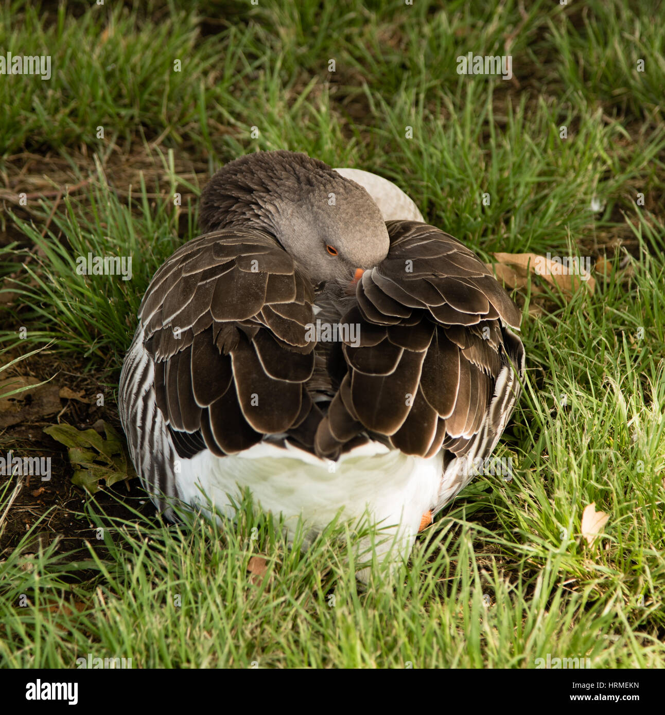 Spotted goose hi-res stock photography and images - Alamy