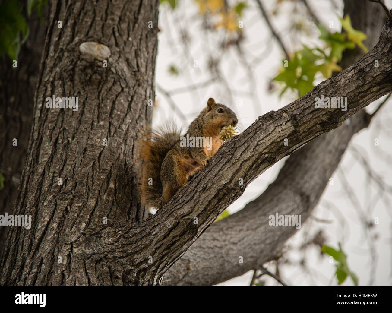 Squirrel in the tree Stock Photo - Alamy