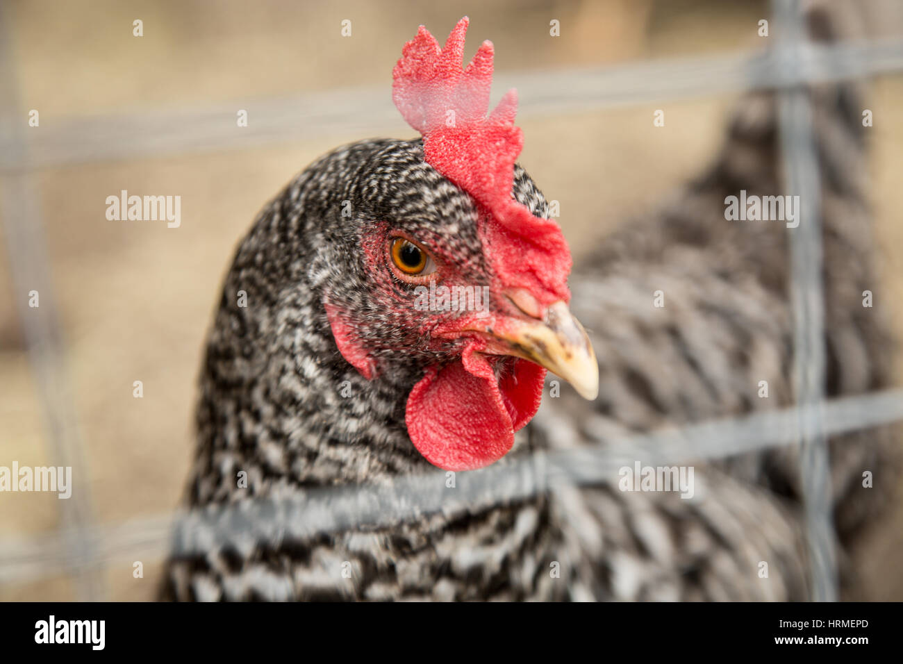Barred Rock Hen High Resolution Stock Photography and Images - Alamy