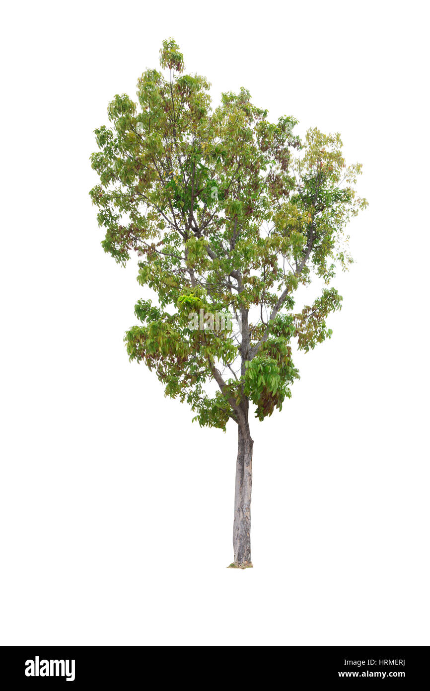 Closeup Big Tree isolated on white background Stock Photo - Alamy