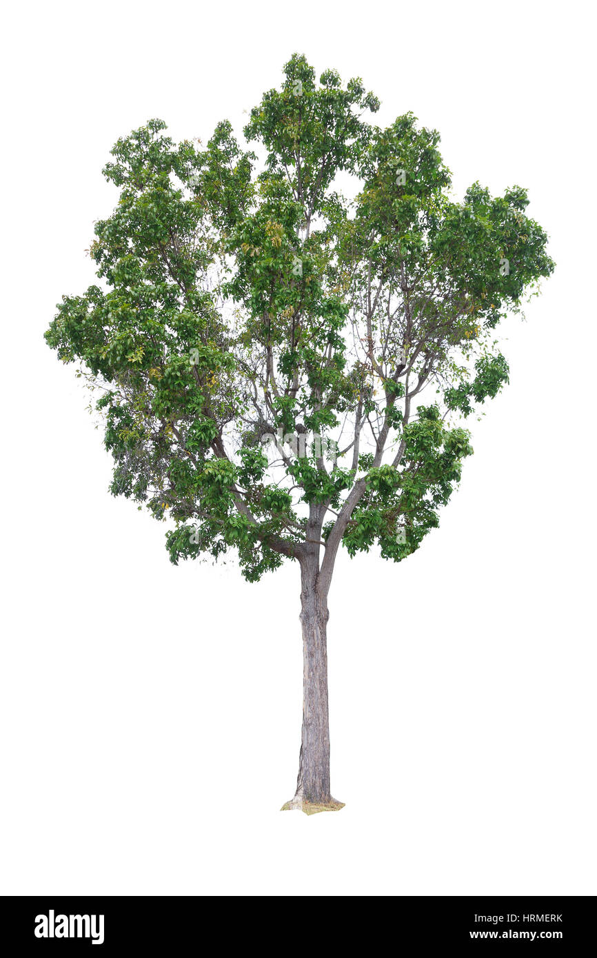 Closeup Big Tree isolated on white background Stock Photo - Alamy