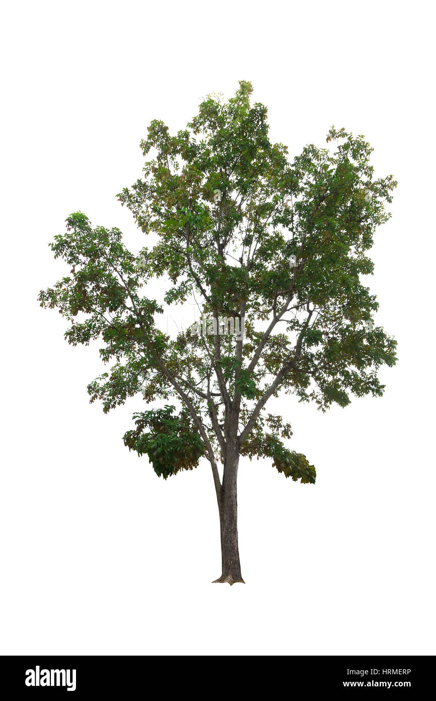 Closeup Big Tree isolated on white background Stock Photo - Alamy