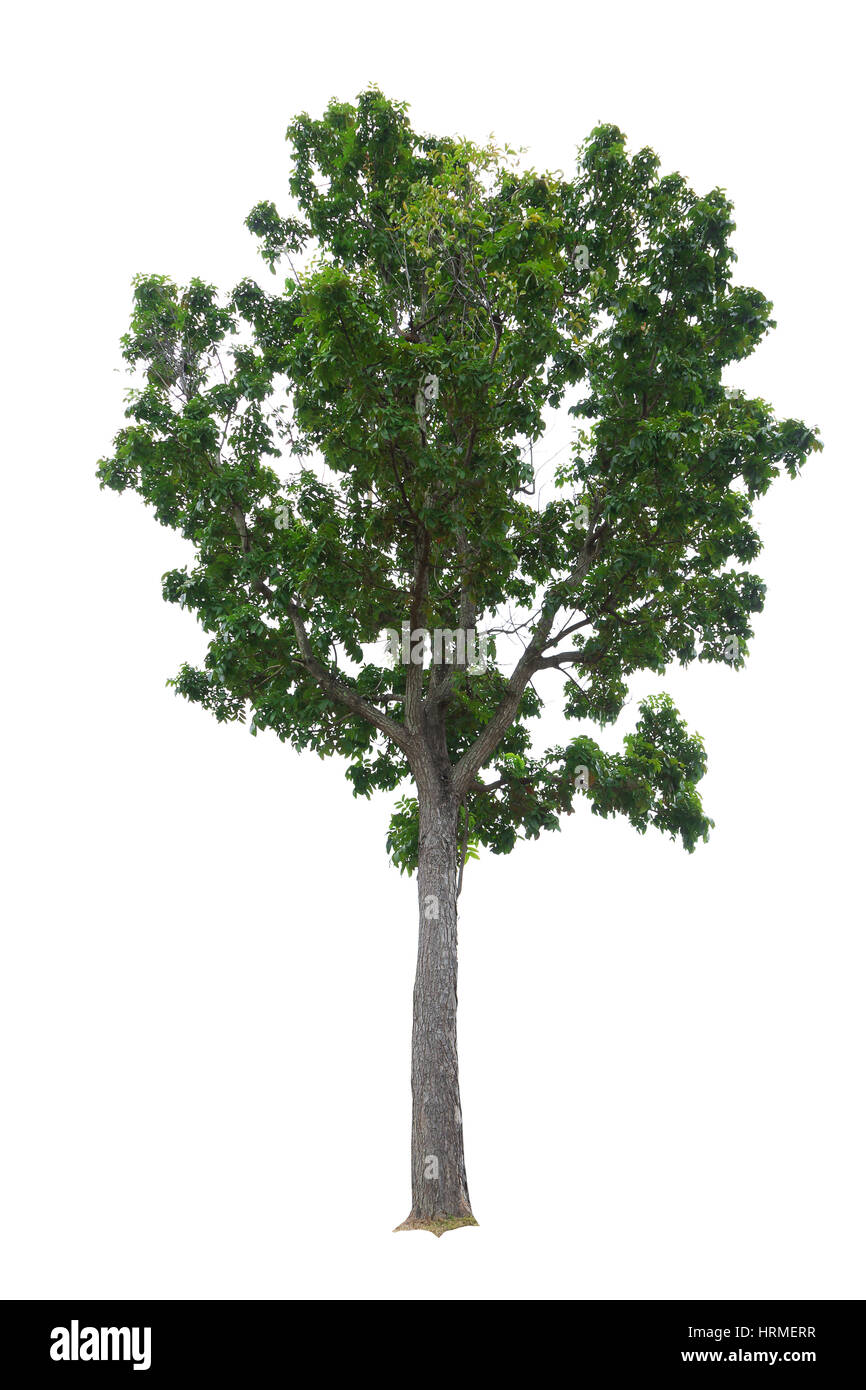 Closeup Big Tree isolated on white background Stock Photo - Alamy