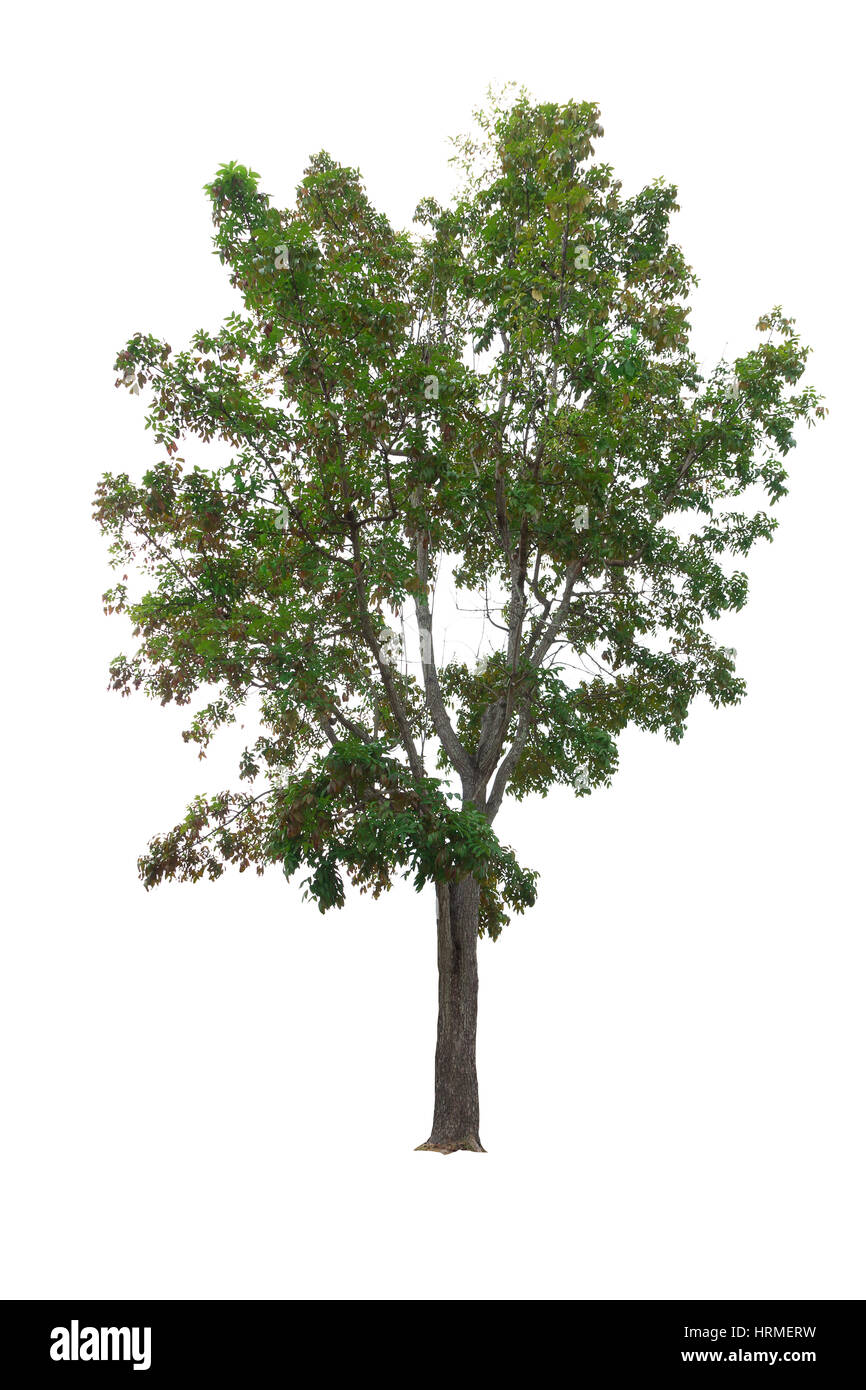 Closeup Big Tree isolated on white background Stock Photo - Alamy