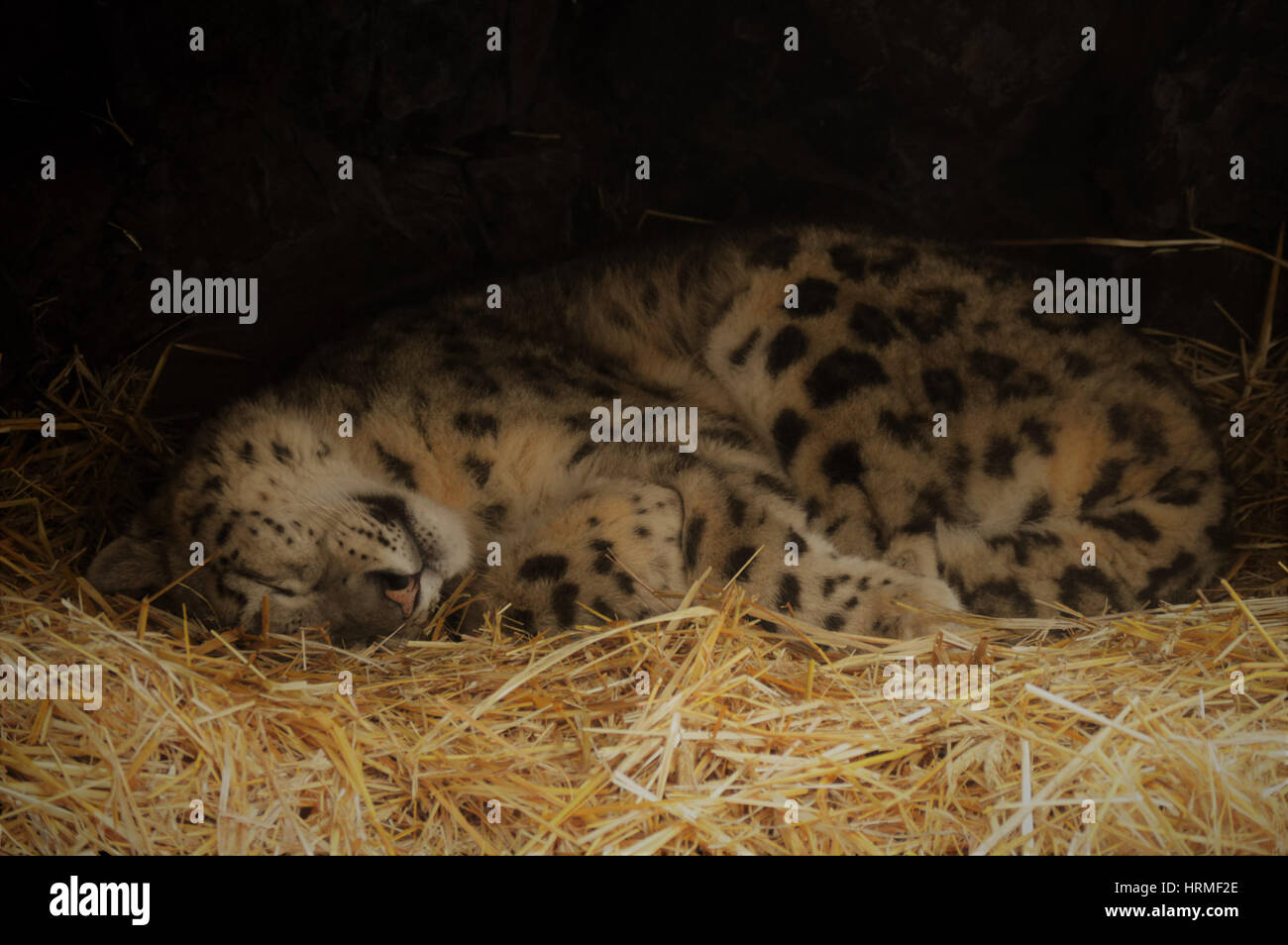 Leopard napping hi-res stock photography and images - Alamy