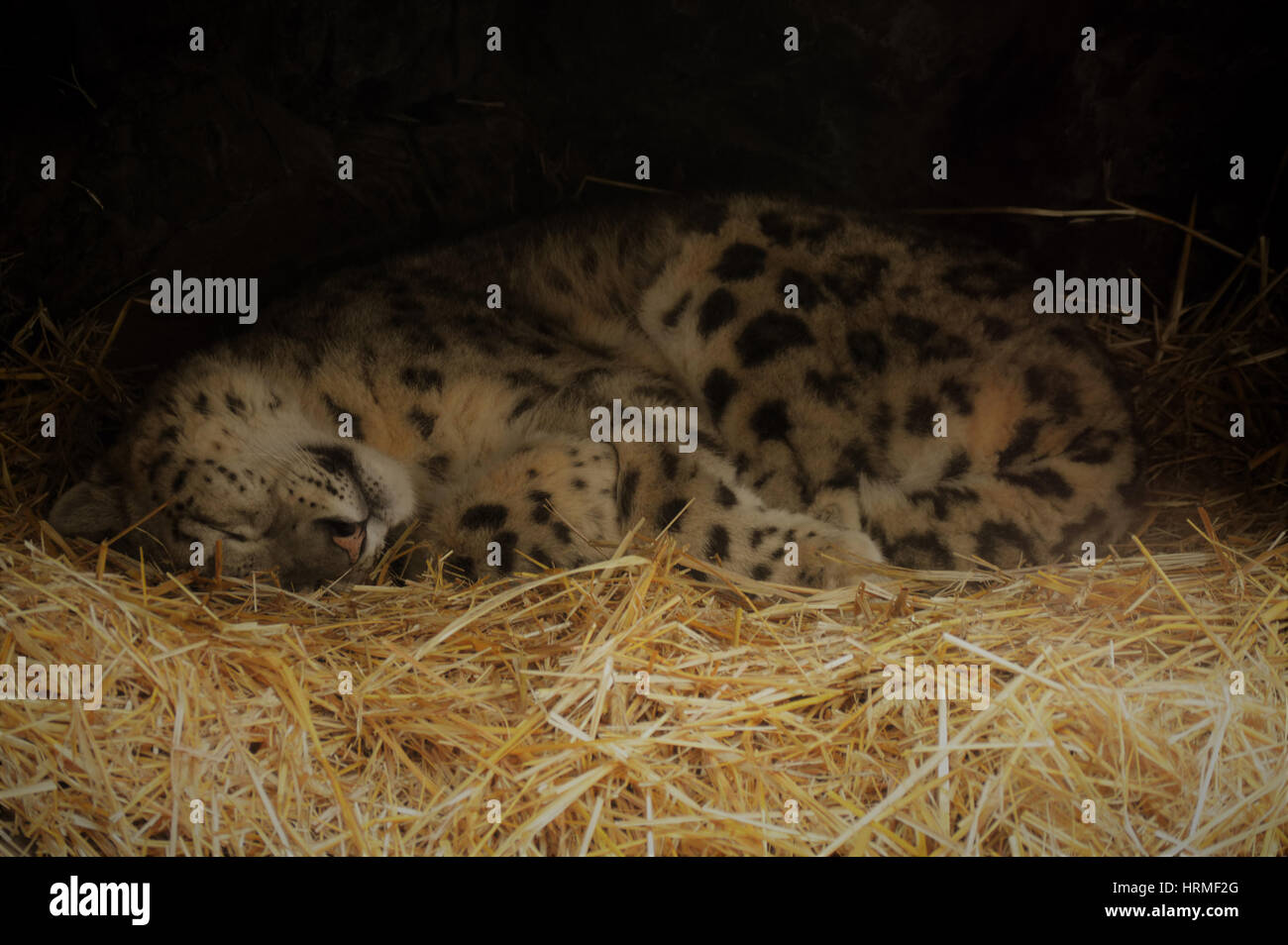Leopard napping hi-res stock photography and images - Alamy