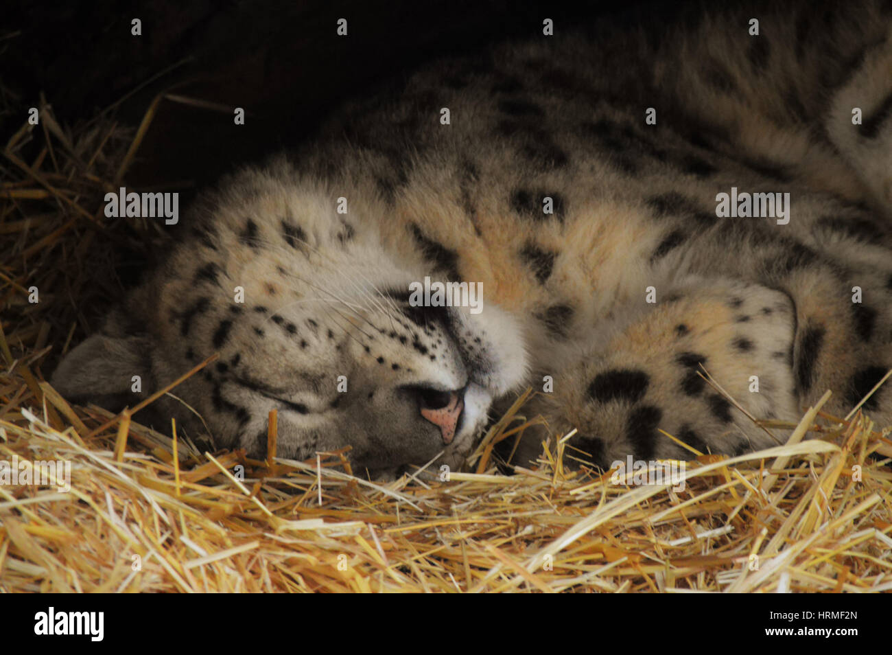 Leopard napping hi-res stock photography and images - Alamy