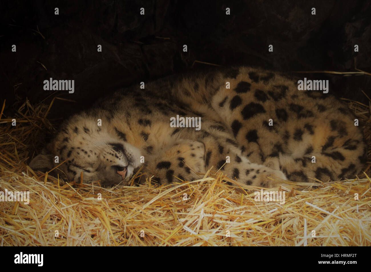 Leopard body hi-res stock photography and images - Alamy