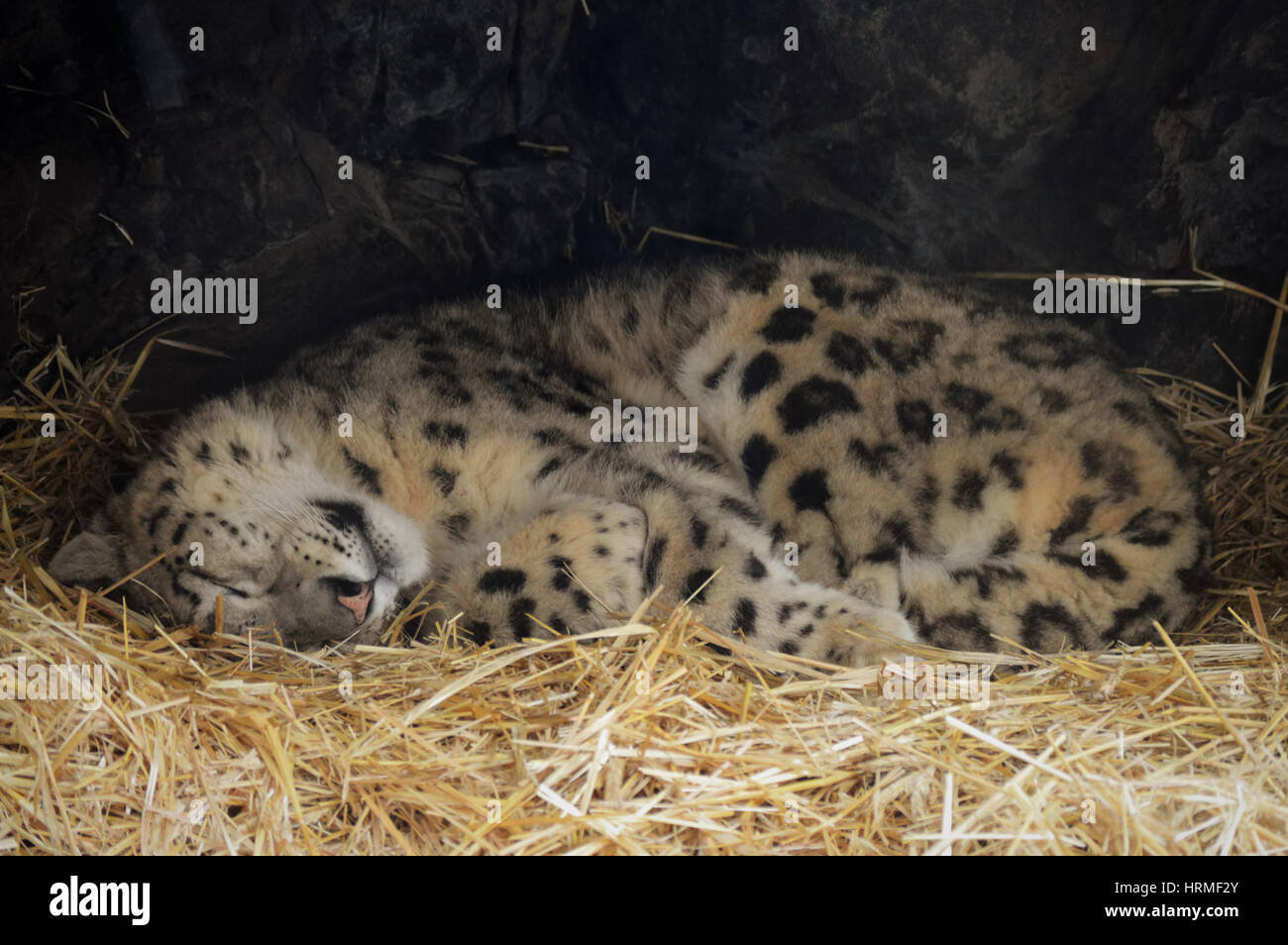 Spots and face hi-res stock photography and images - Alamy