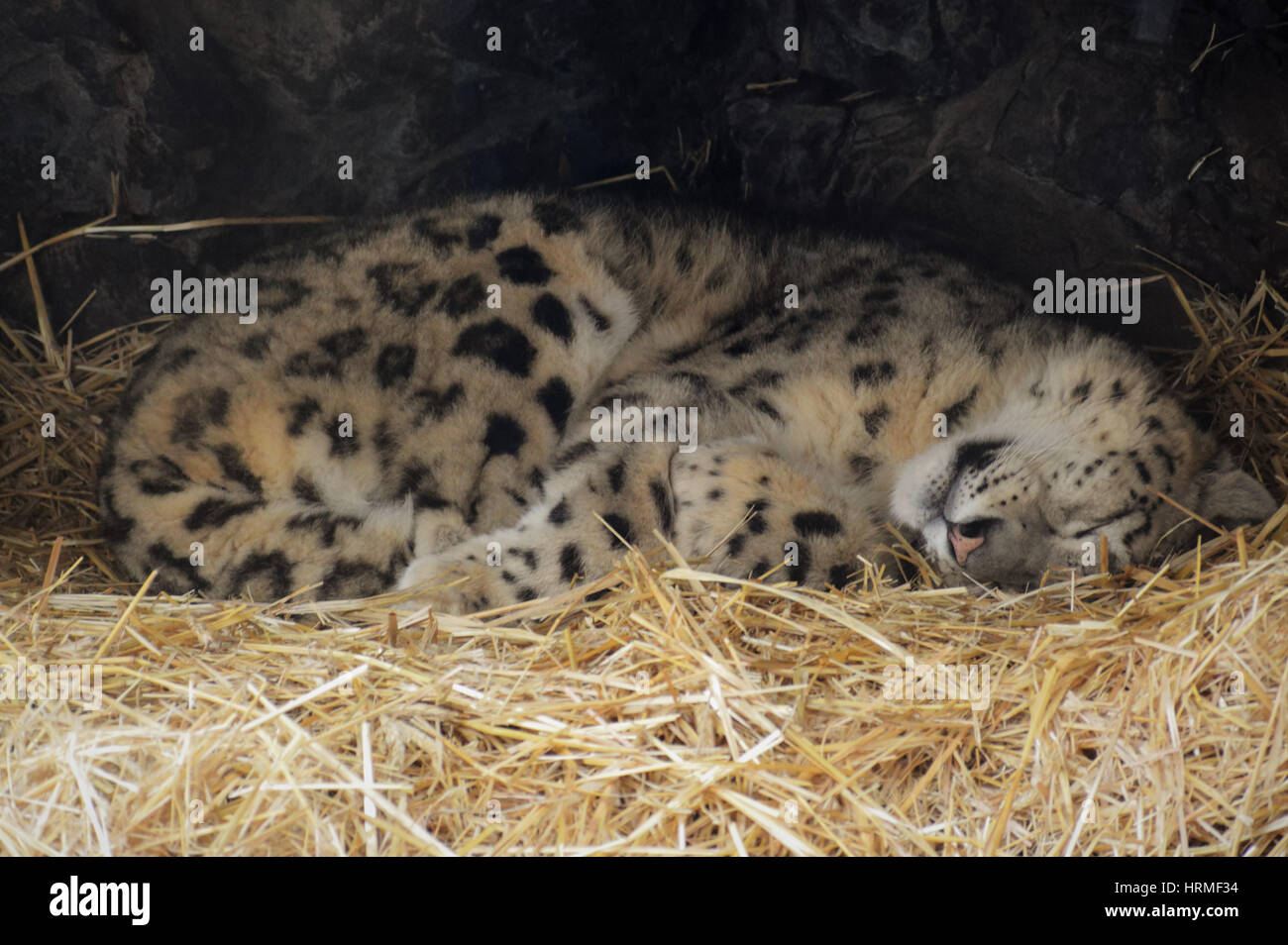 Tired snow leopard hi-res stock photography and images - Alamy
