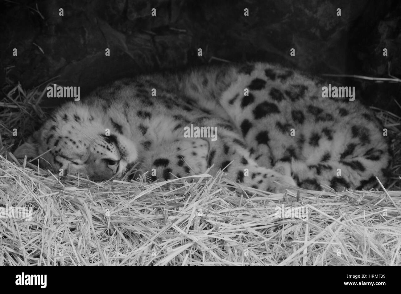 Spots of snow Black and White Stock Photos & Images - Alamy