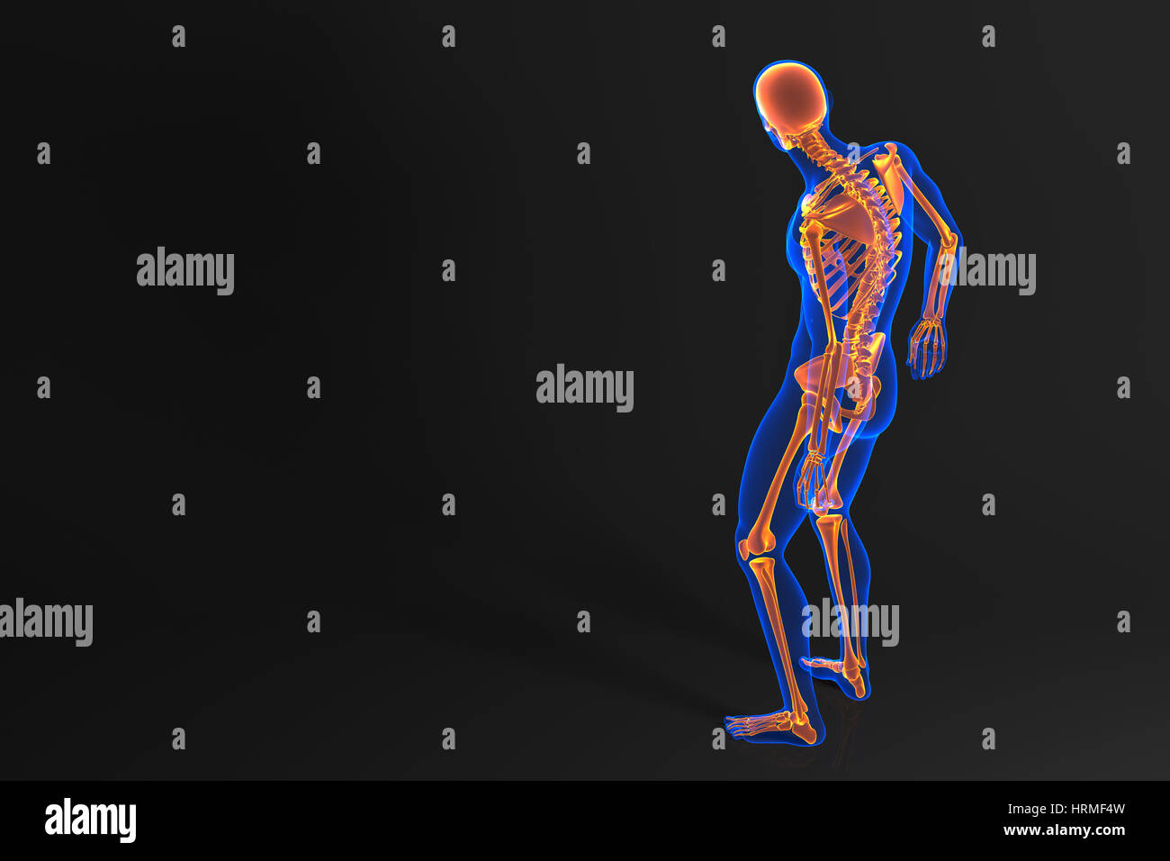 Skeleton Rear Stock Photos & Skeleton Rear Stock Images - Alamy