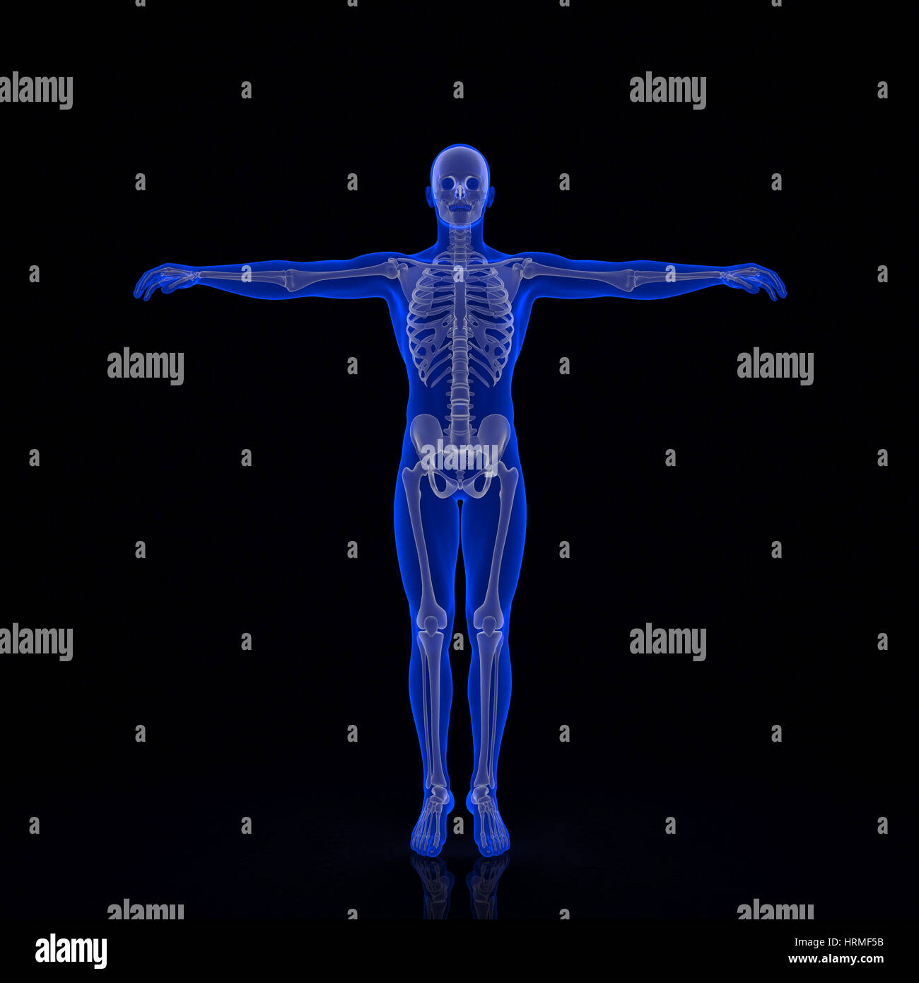 Human skeleton. 3d illustration. Contains clipping path Stock Photo - Alamy