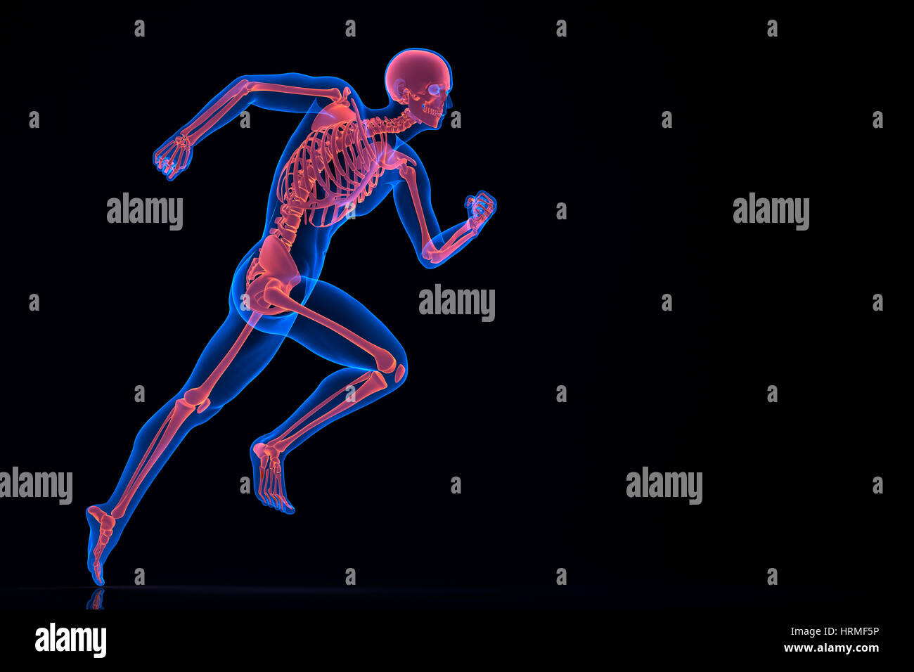 Human skeleton illustration running hi-res stock photography and images ...