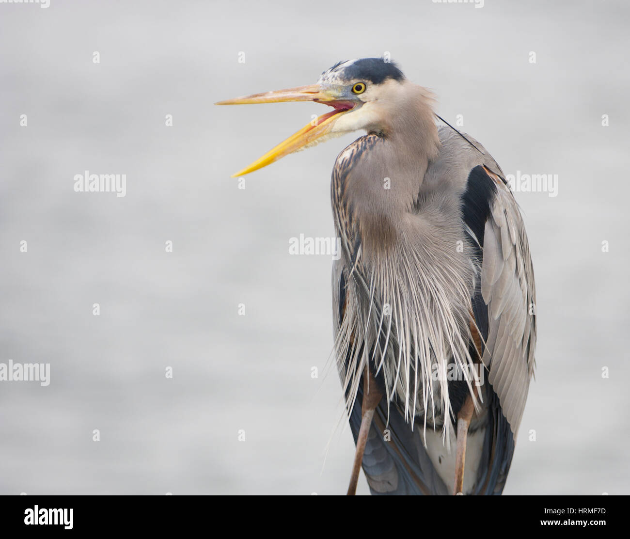 Great Blue Heron, Ardea herodias, with open beak with gray water ...