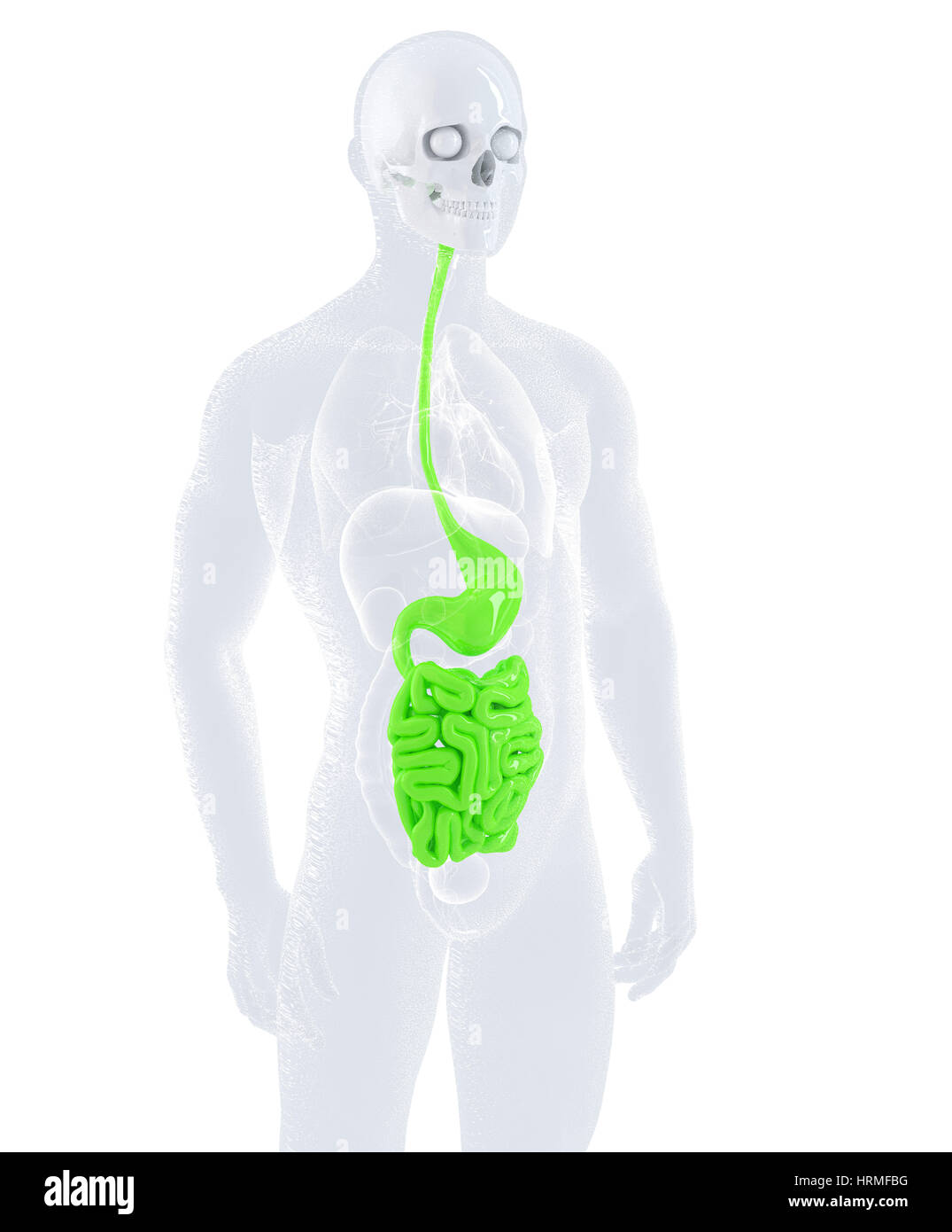 Male digestive system hi-res stock photography and images - Alamy