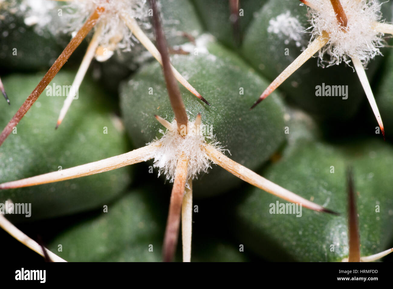 Spikey shape hi-res stock photography and images - Alamy